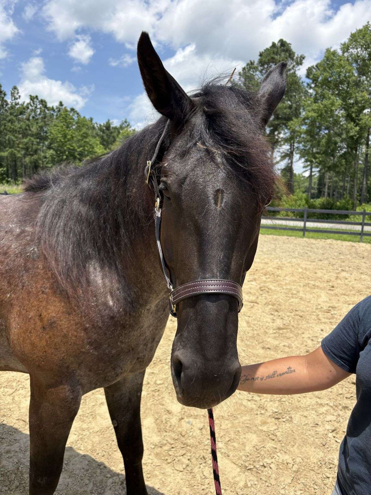 Blue Roan Percheron QH