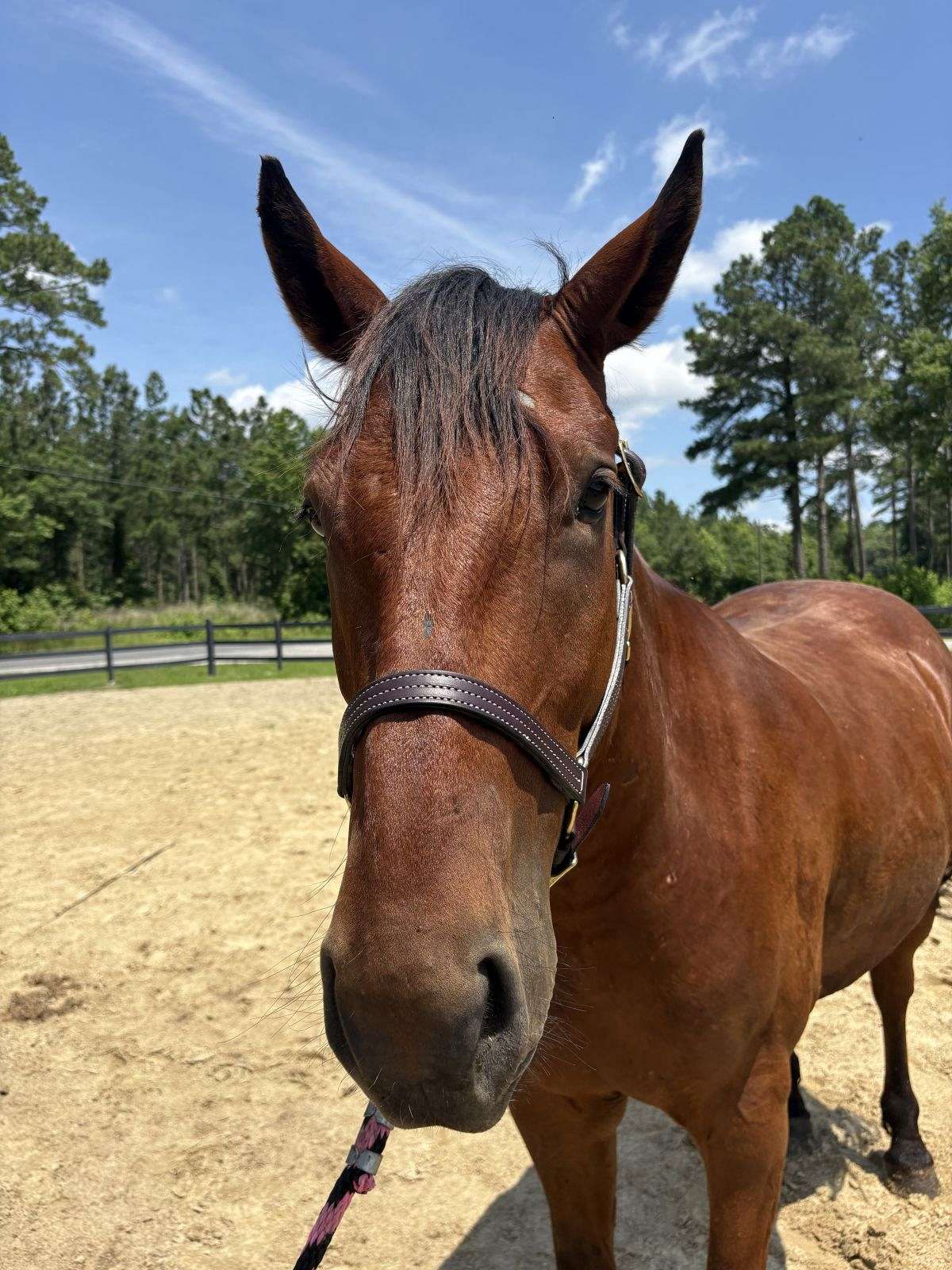 Percheron QH Gelding