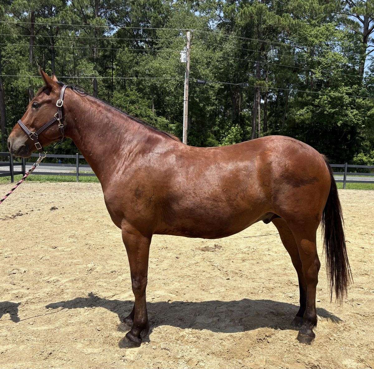 Percheron QH Gelding
