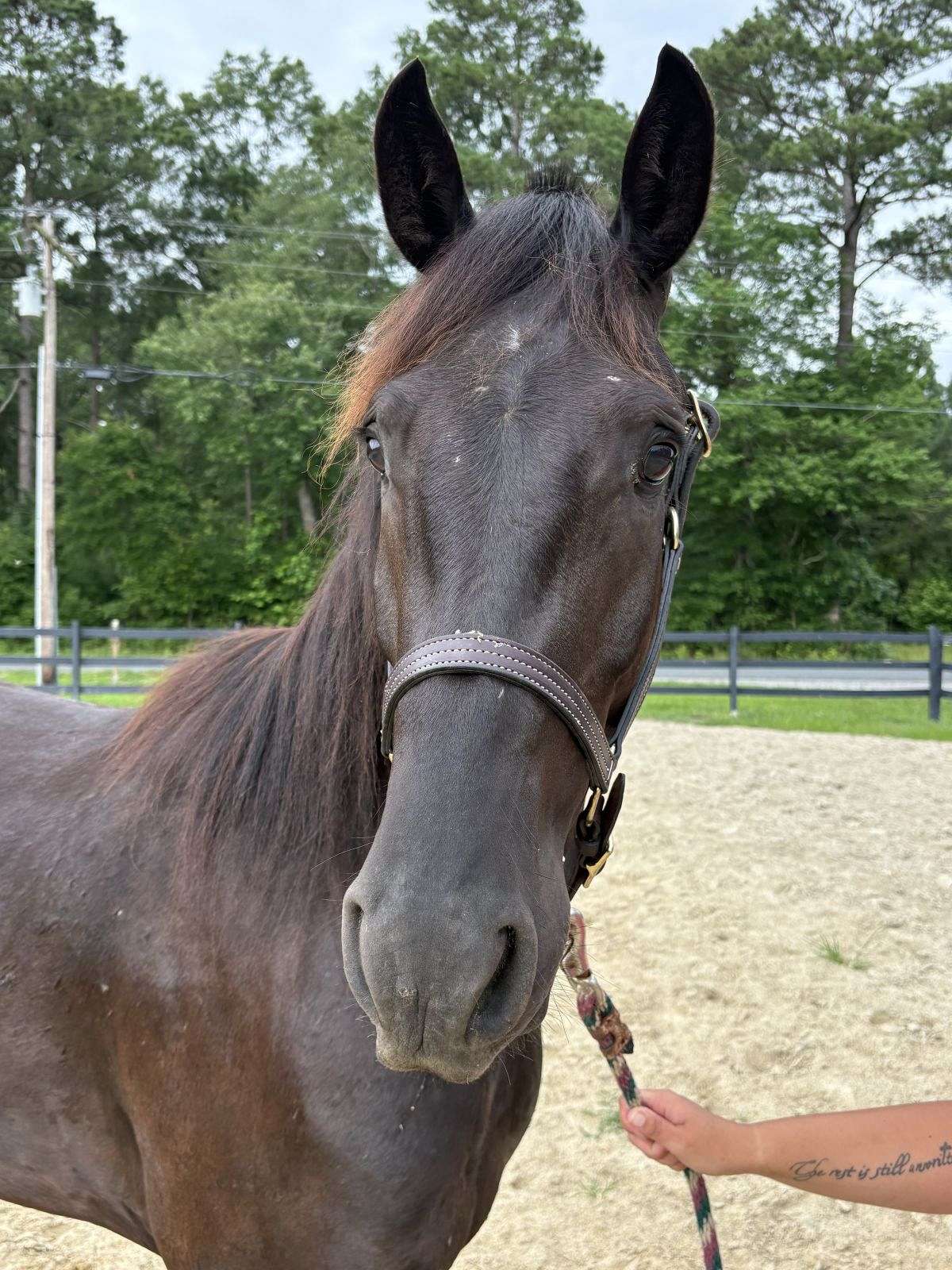 Gentle QH Gelding