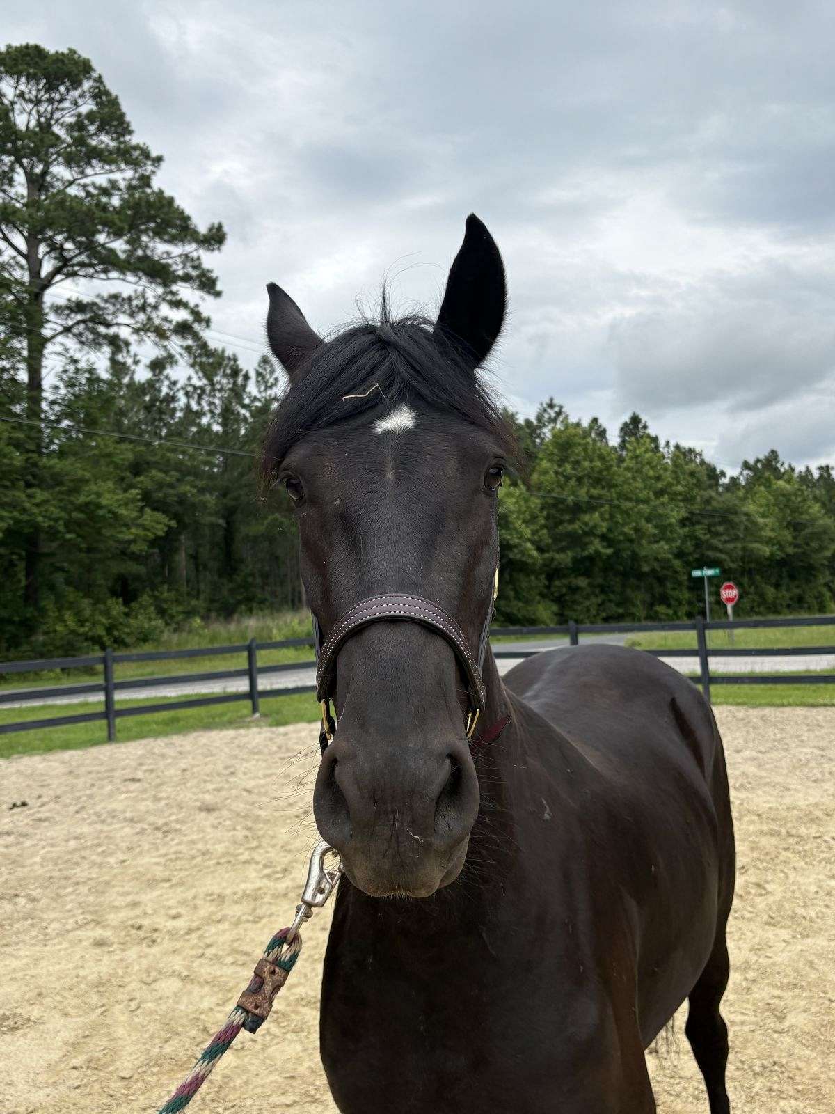 Black Draft Cross Mare