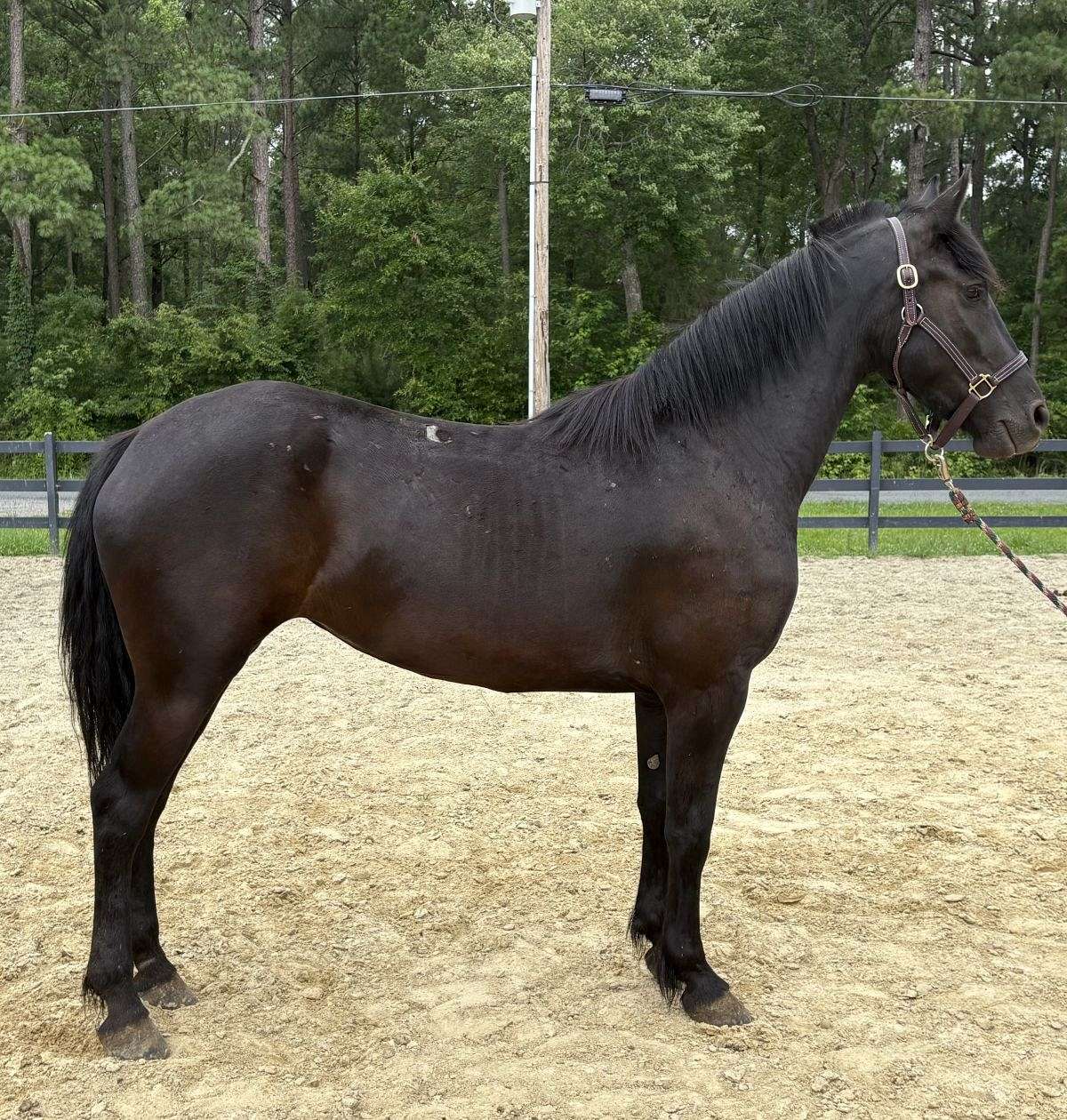 Black Draft Cross Mare