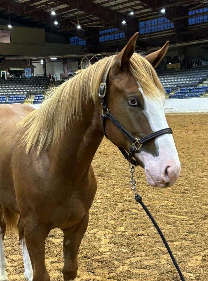 Flashy Yearling Paint Show Prospect