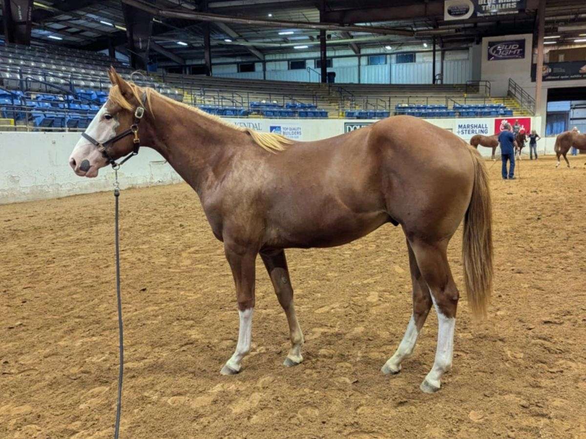 Flashy Yearling Paint Show Prospect