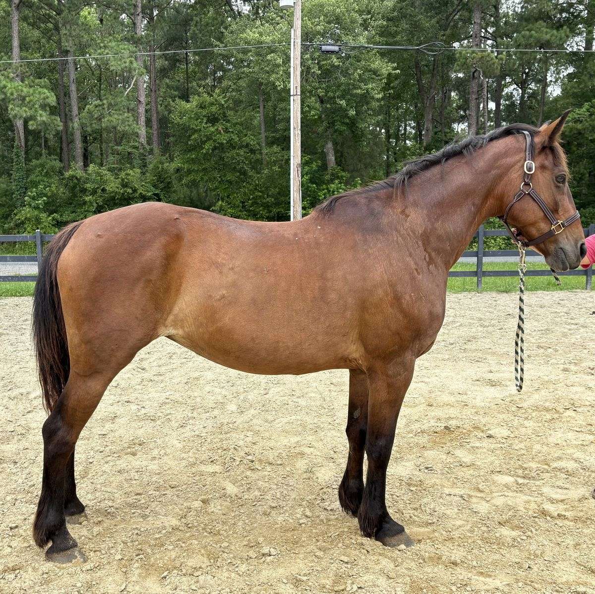 Bay Draft Cross Mare
