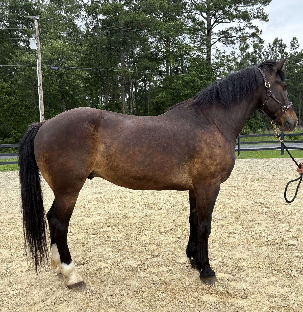 Bay Draft Cross Gelding