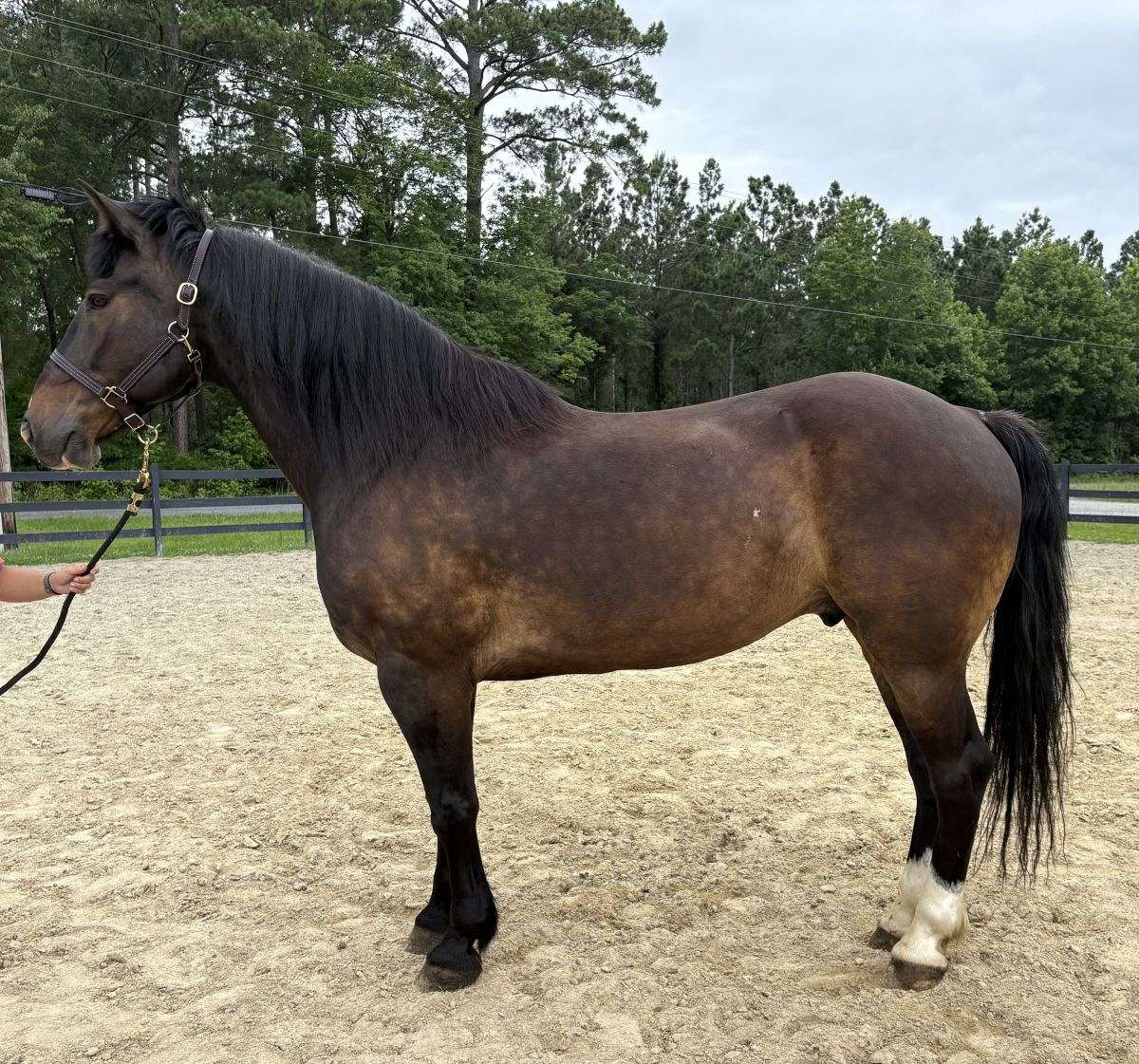 Bay Draft Cross Gelding