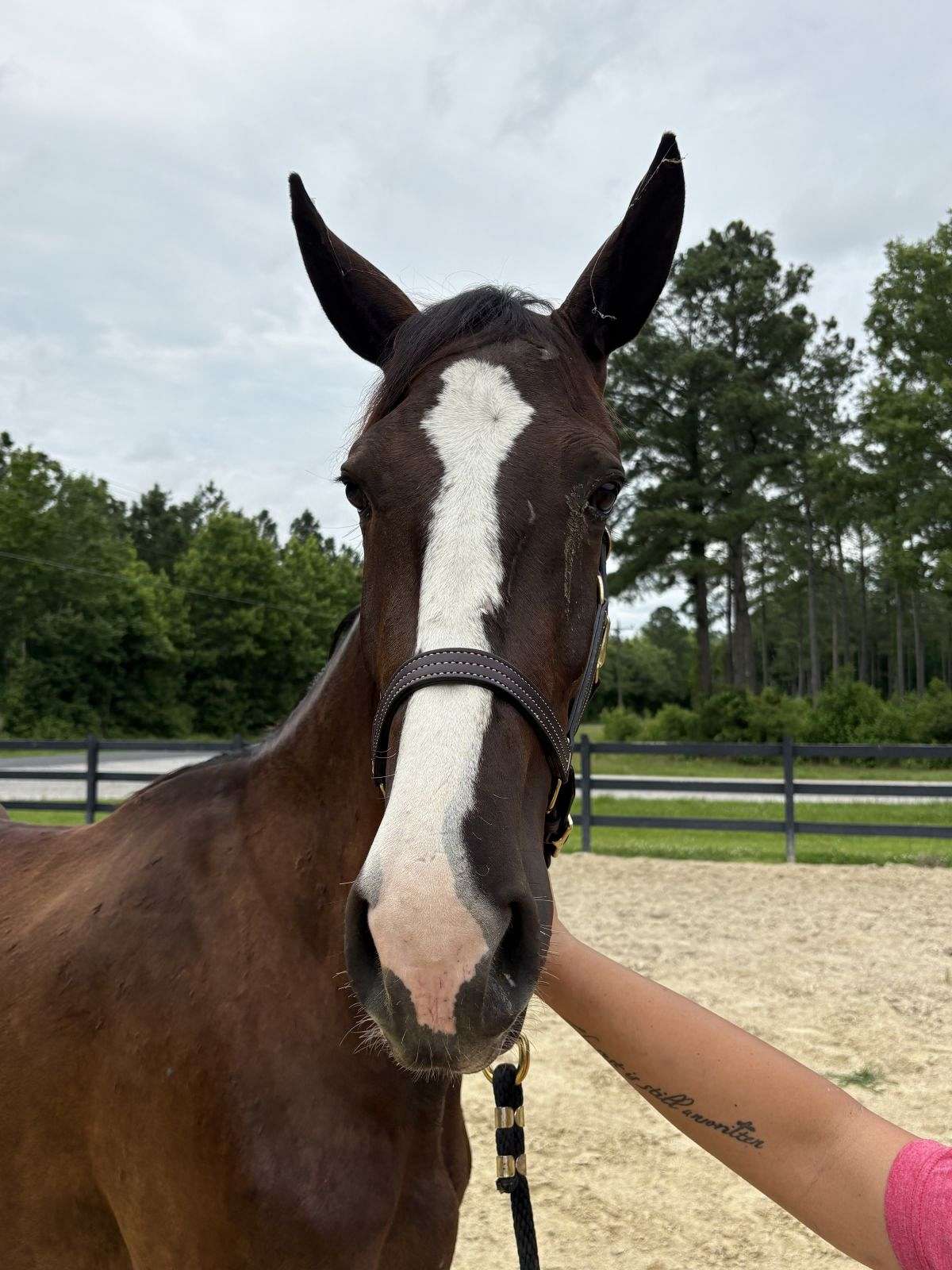 Young Dutch Mare