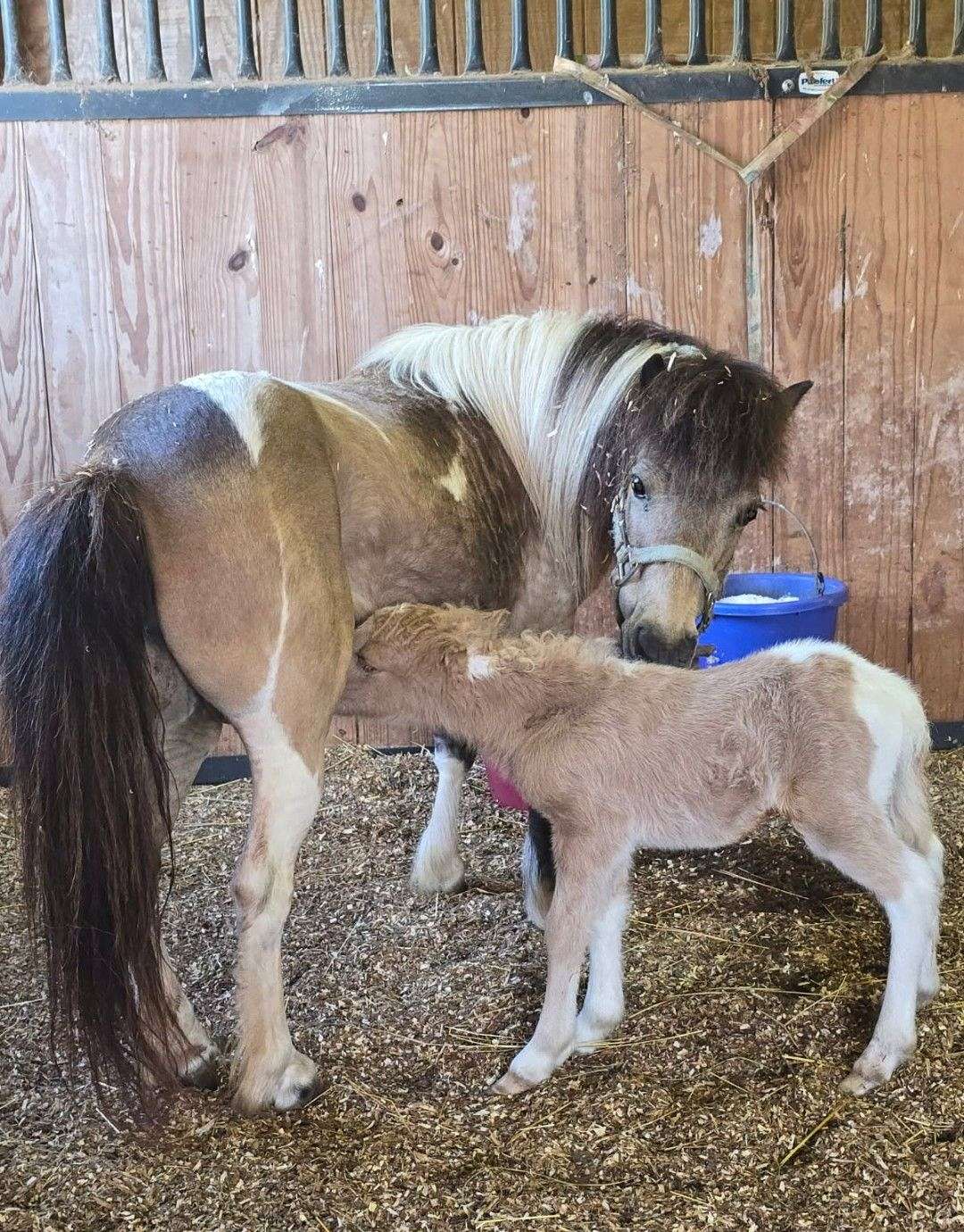 Tobiano Buckskin Paint Mini Mare & Colt. Bred Back & Healthy