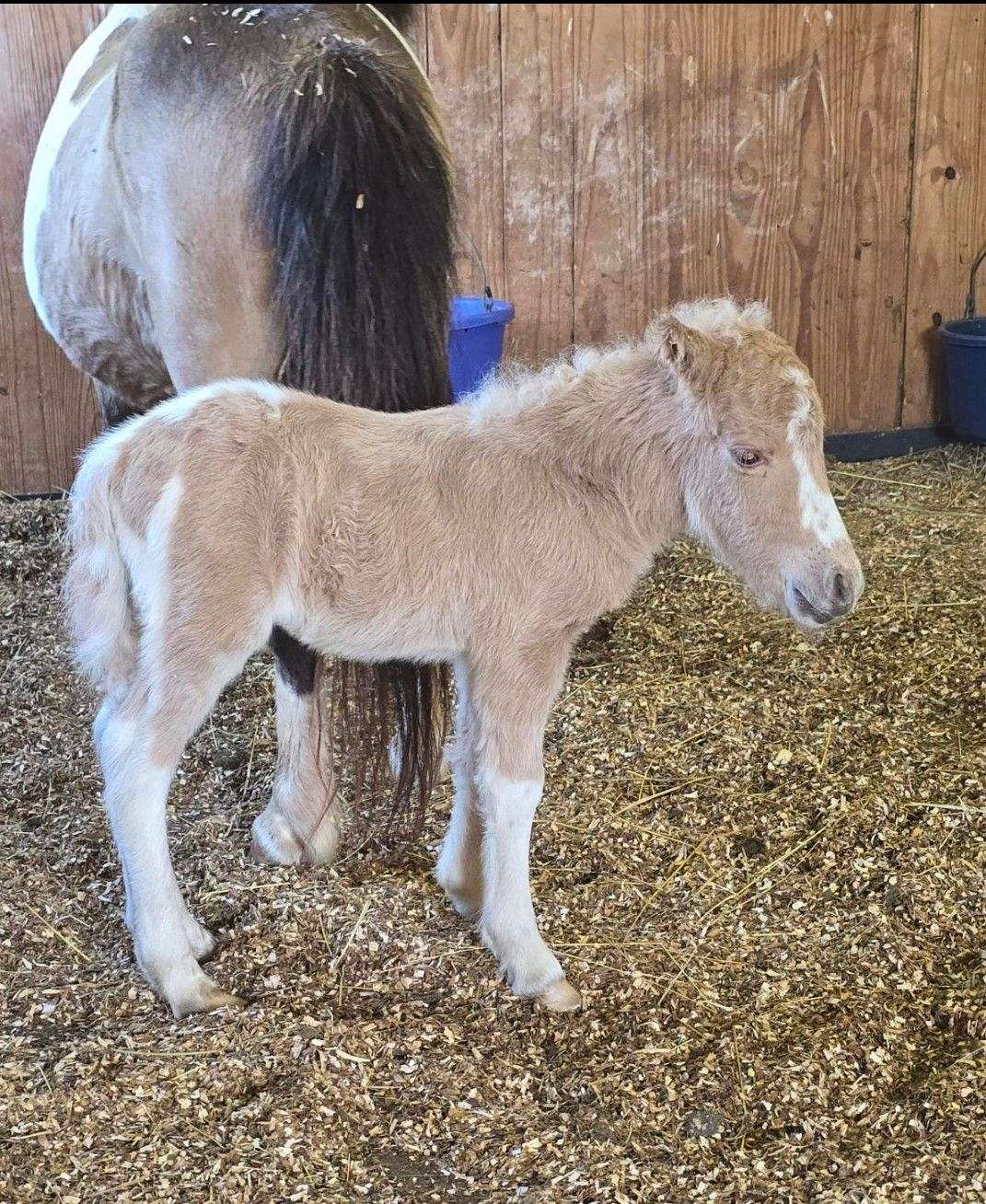 Tobiano Buckskin Paint Mini Mare & Colt. Bred Back & Healthy