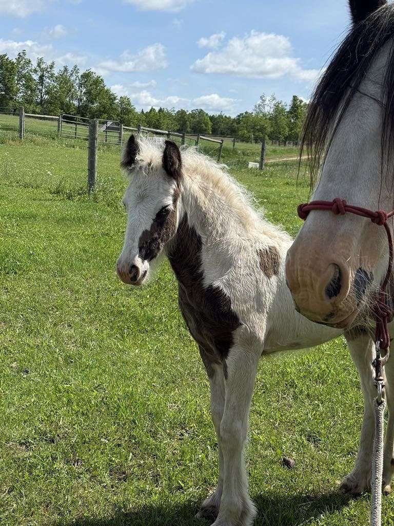Sweetheart Gypsy Filly