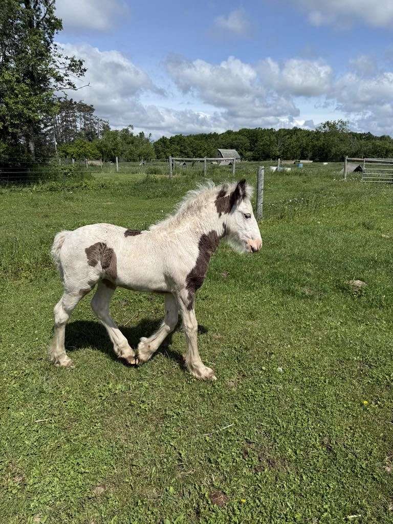 Sweetheart Gypsy Filly
