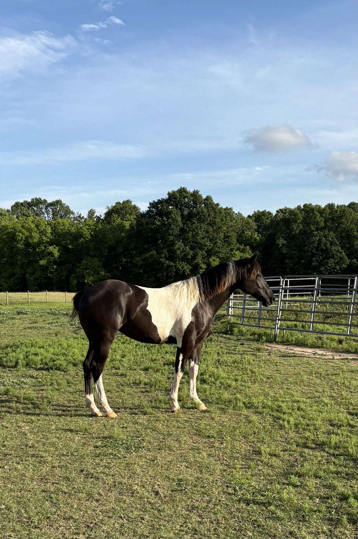 Roping Prospect Black and White Tobiano Yearling Filly