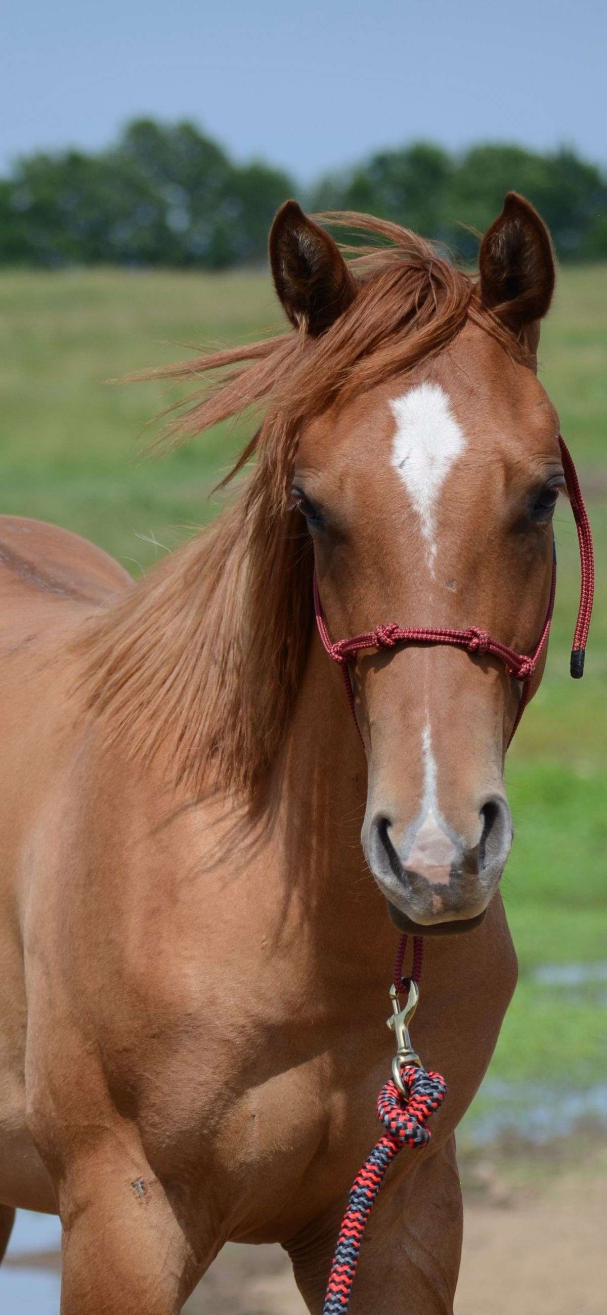 AQHA Yearling Filly