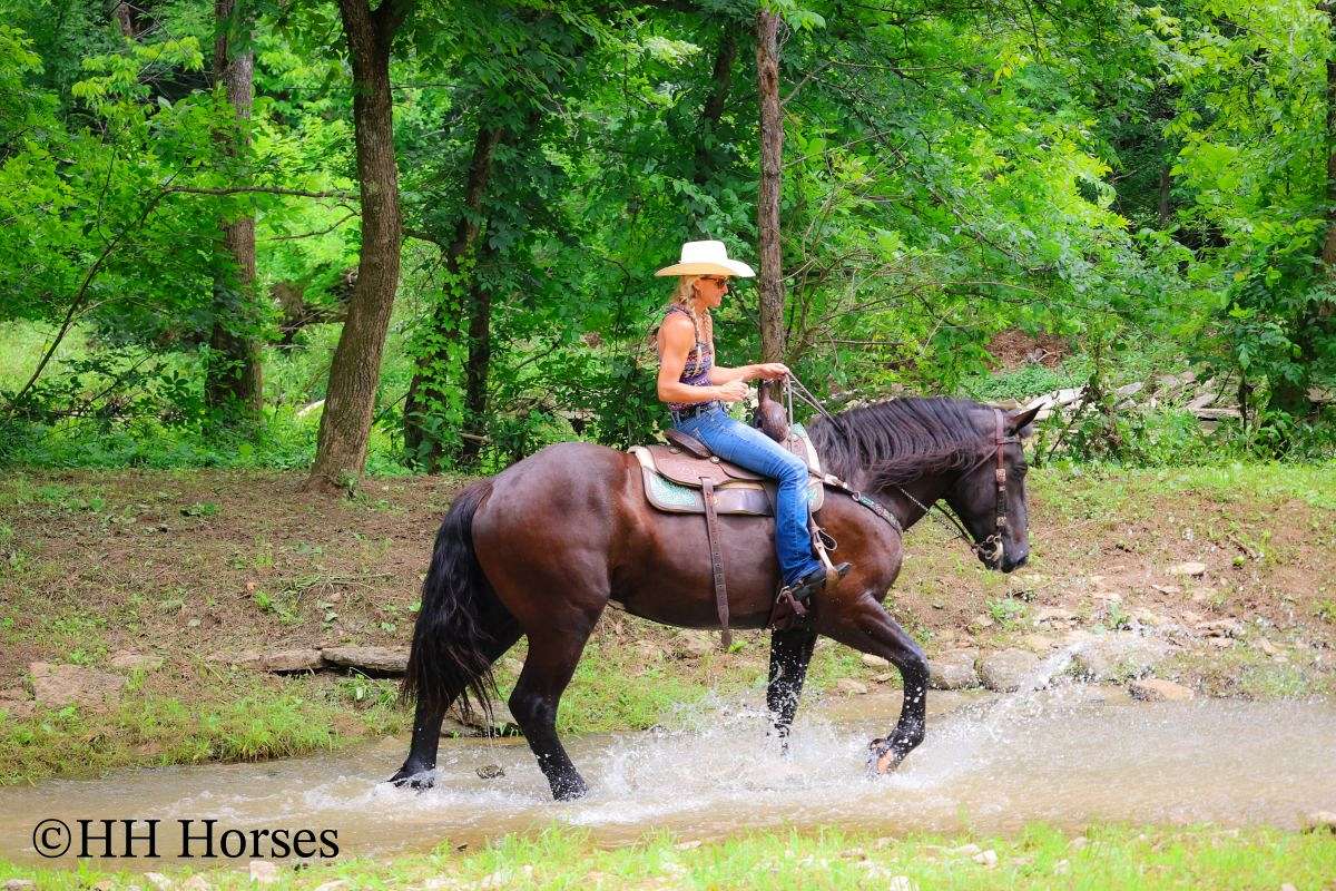 Super Gentle, Youth and Family Friendly Percheron Mare, Rides, Drives, Work