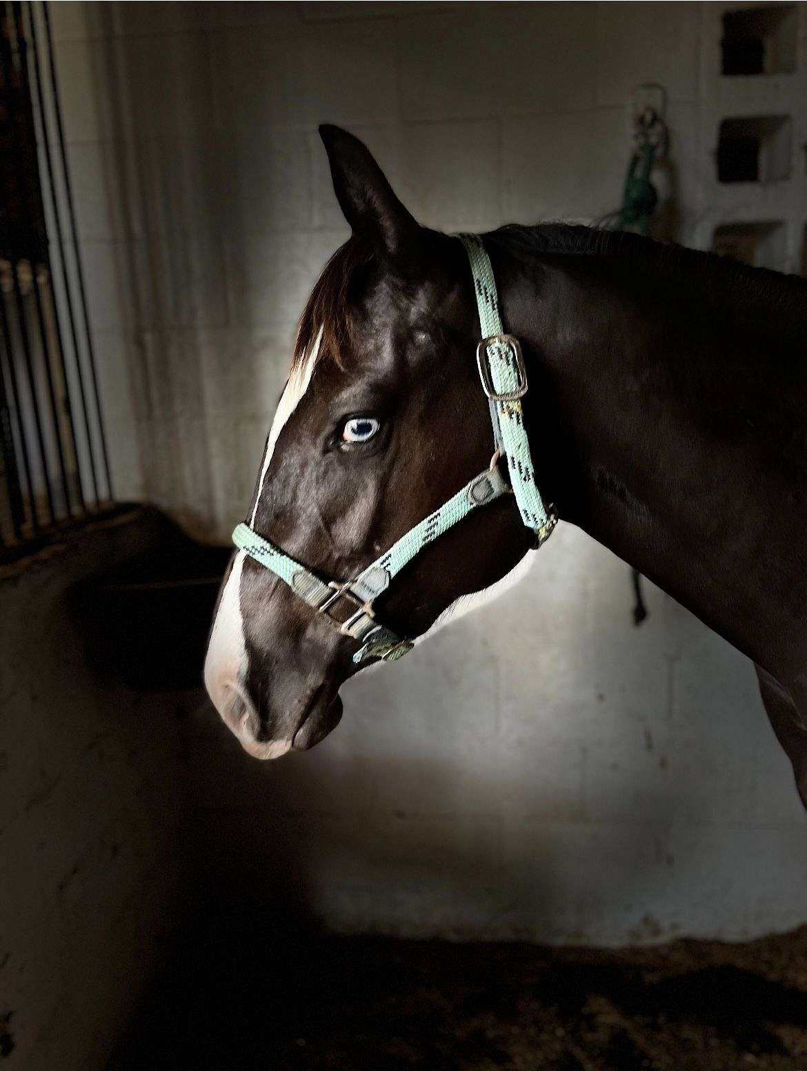 Gorgeous Proven APHC Mare