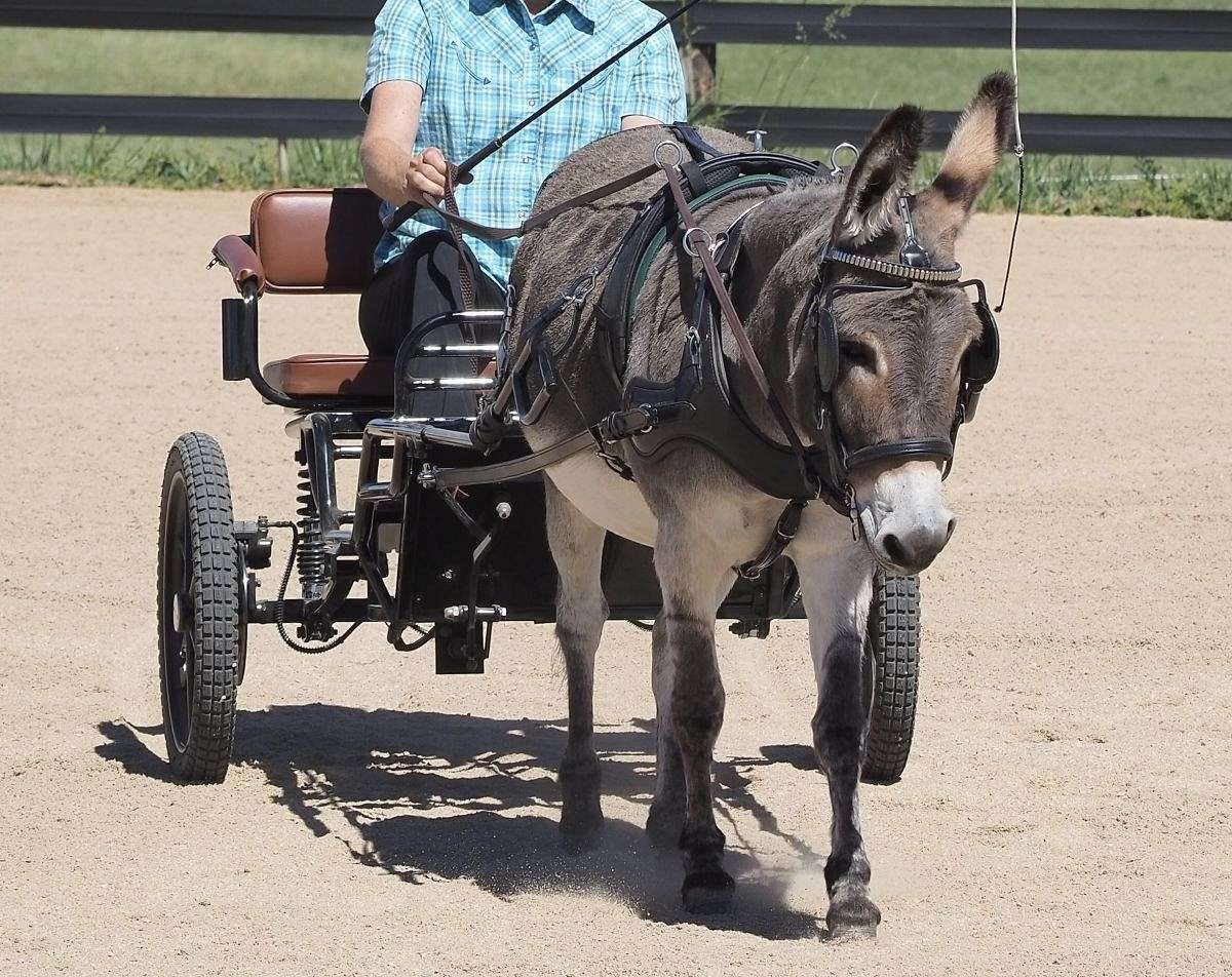 Coco Donkey