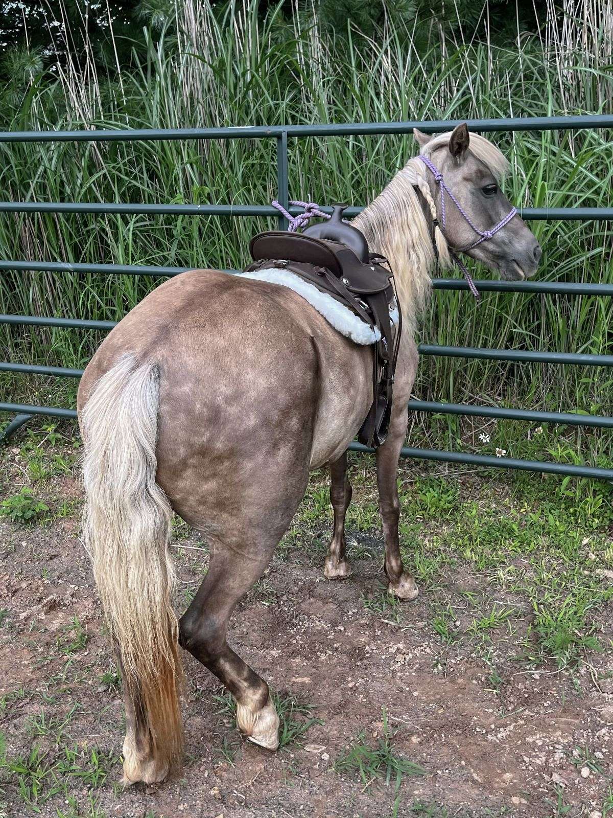 Juniper - Flashy and Broke
