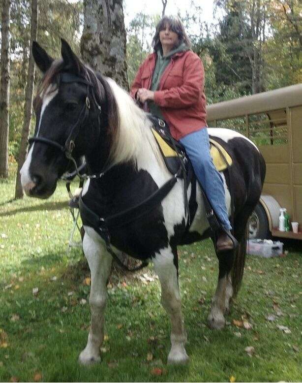 Percheron/Paint Trail Horse