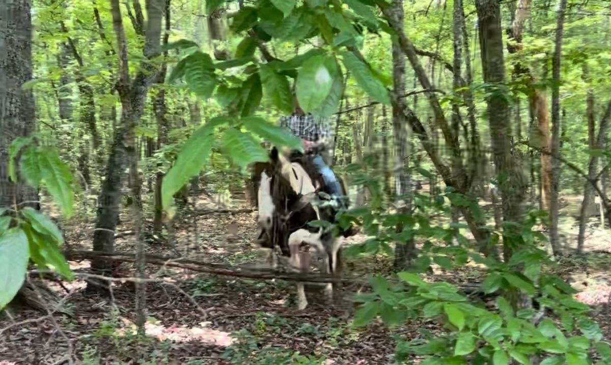 Tonto - Great Trail Gelding! Super Safe and Quiet 15hh and 13 Yrs Old