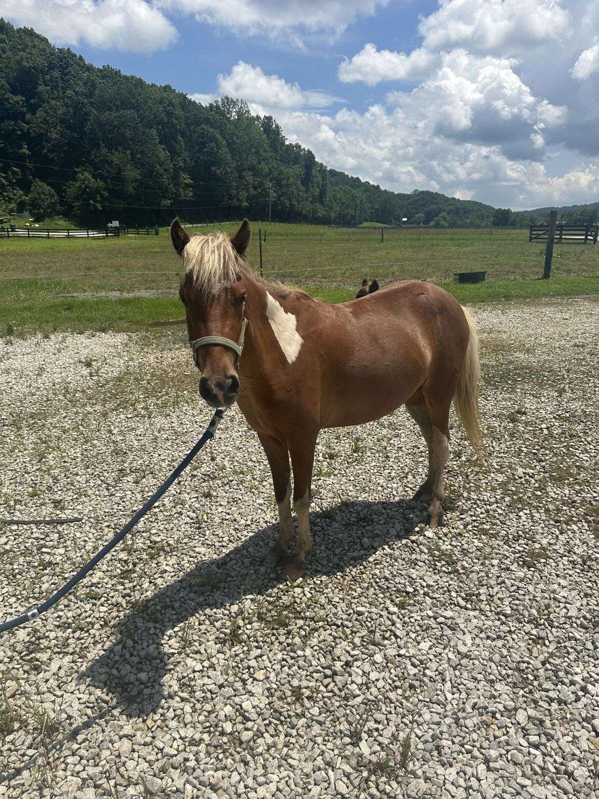 Gaited 40" Driving and Riding Pony