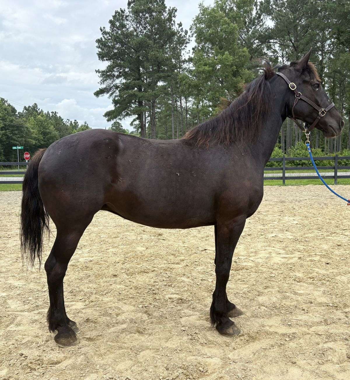 Black Cross Bred Mare