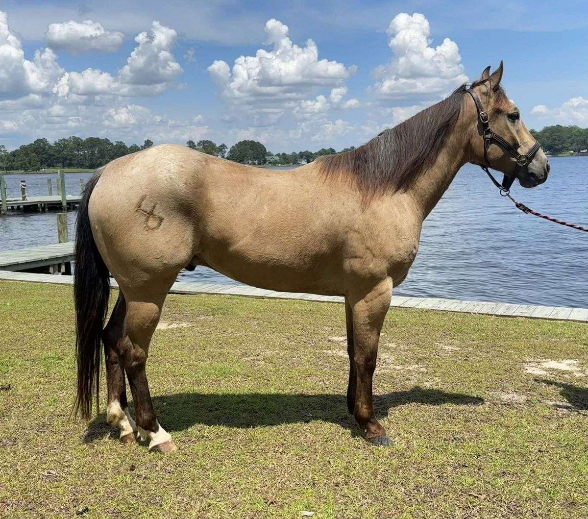 Registered Buckskin Gelding