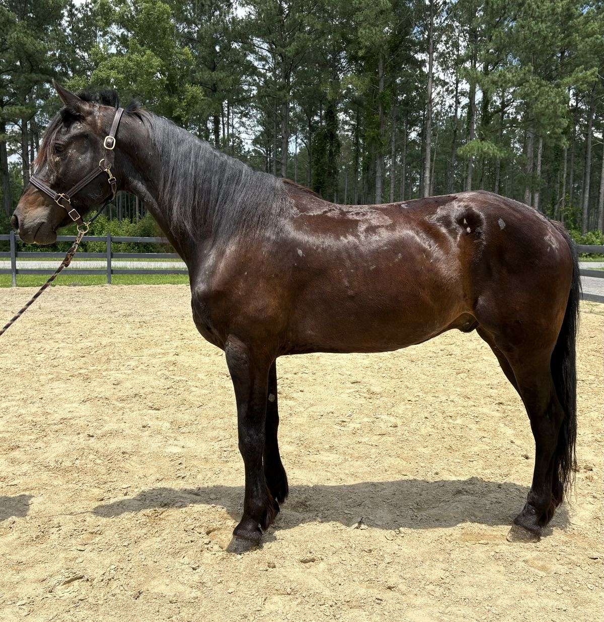 Friesian Cross Gelding