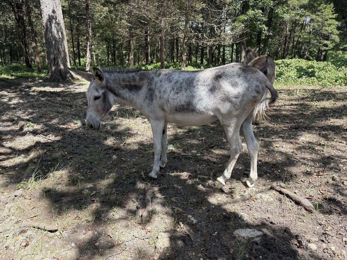 Daisy Mae, Grey Guard Donkey, Maynard, Arkansas