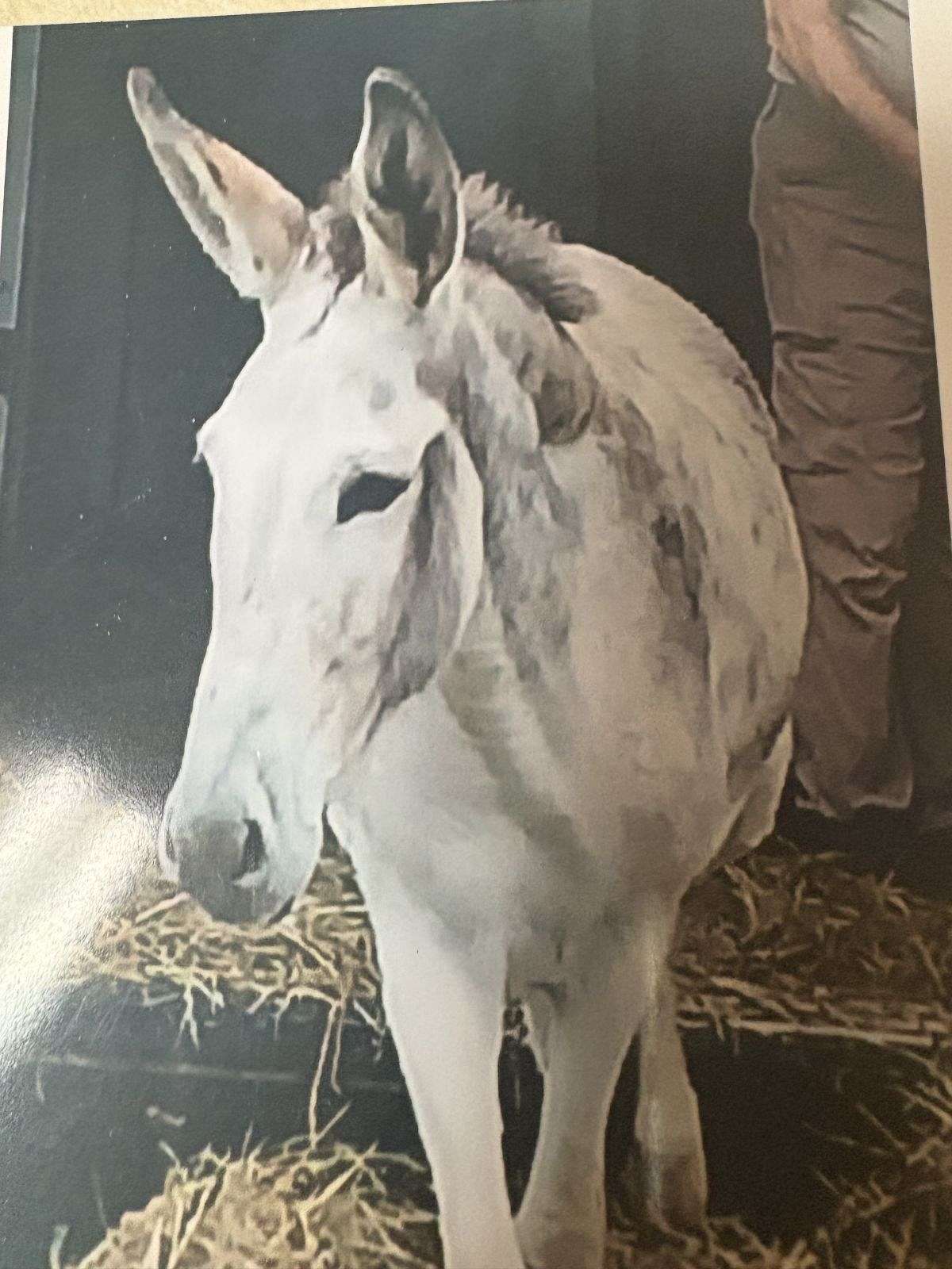 Daisy Mae, Grey Spotted Donkey, Maynard, Arkansas