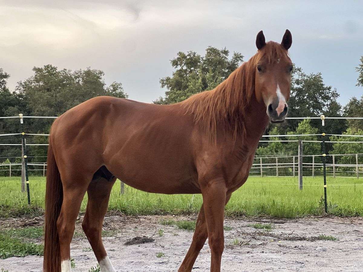 Sold Cutting / Team Peanning Prospect Champions / Gains Lineage / Colt 3 yo