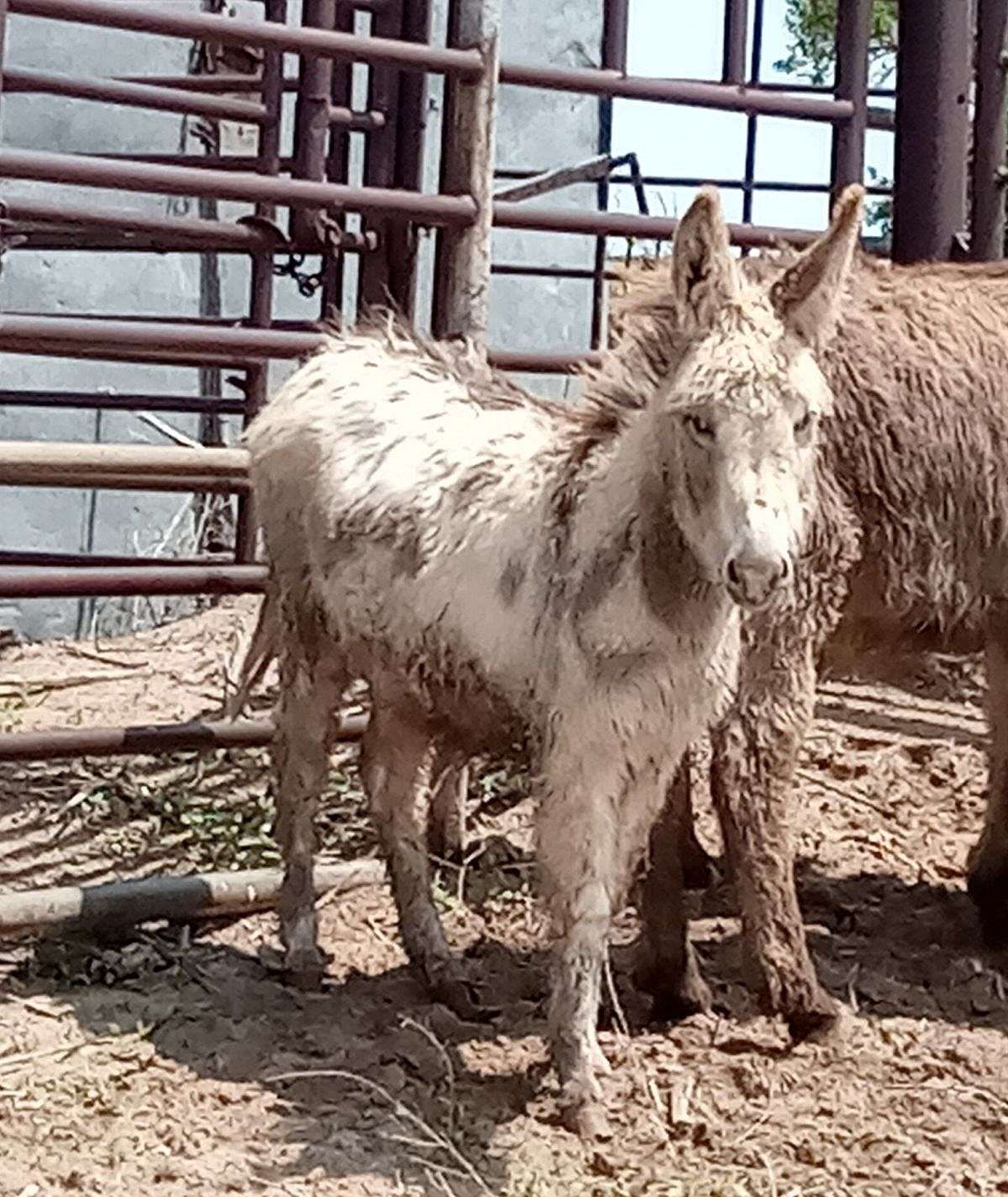 Mini Donkey - Jenny