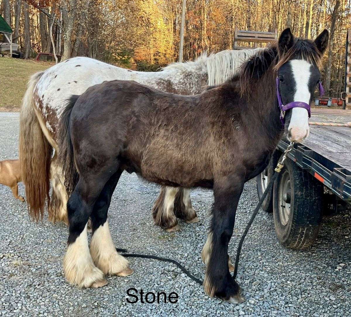 Beefcake Alert 2025 Smoky Black Gypsy Vanner Colt in North Carolina