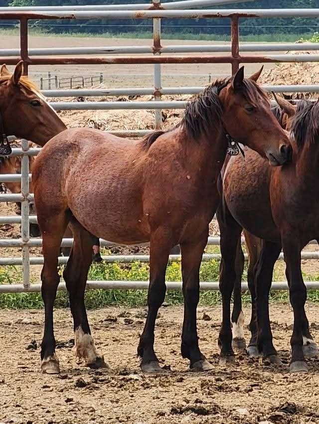 Bay Roan Yearling Gelding