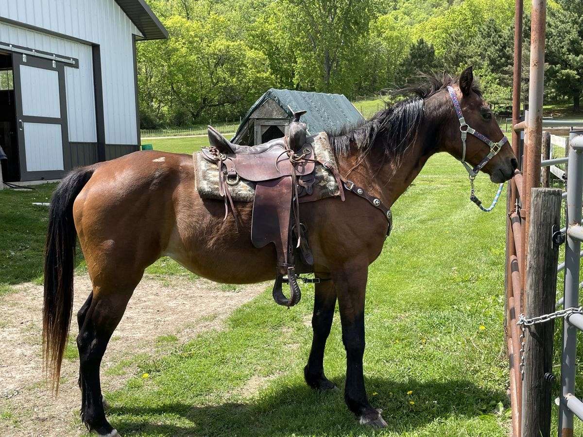 Gypsy - Great Trail Horse