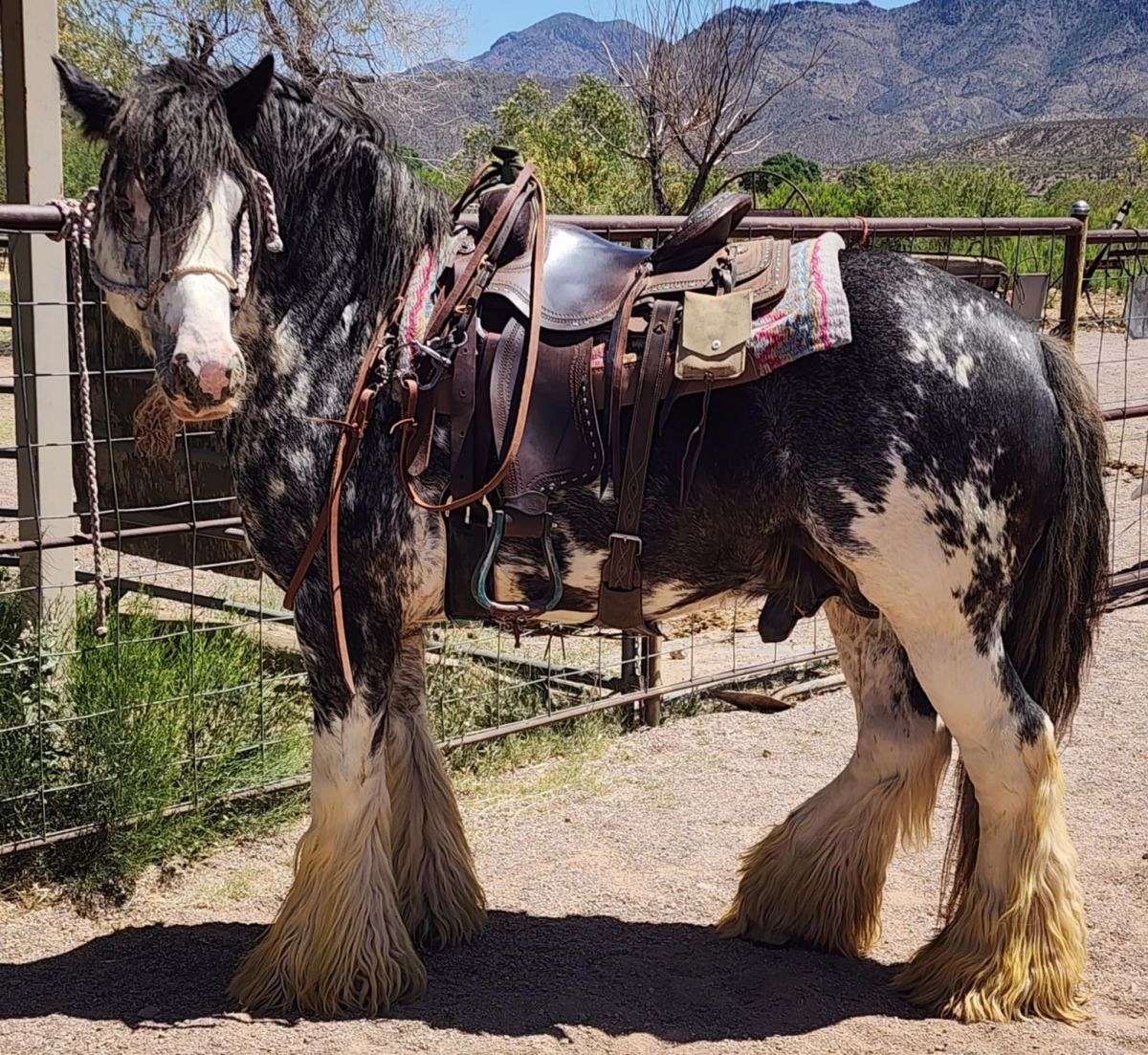 Imported Gypsy Stallion of Size and Color