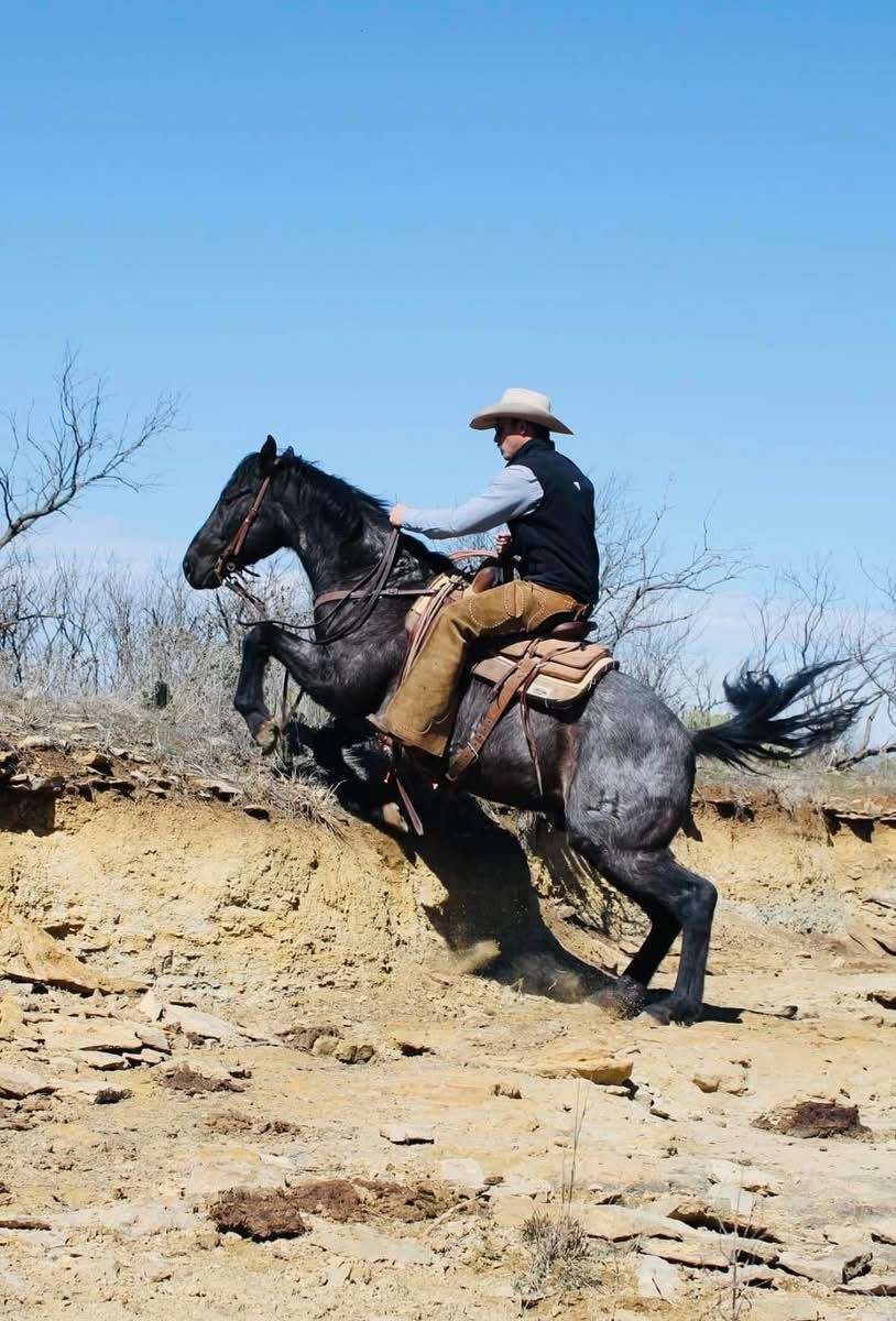 Blue Roan Gelding