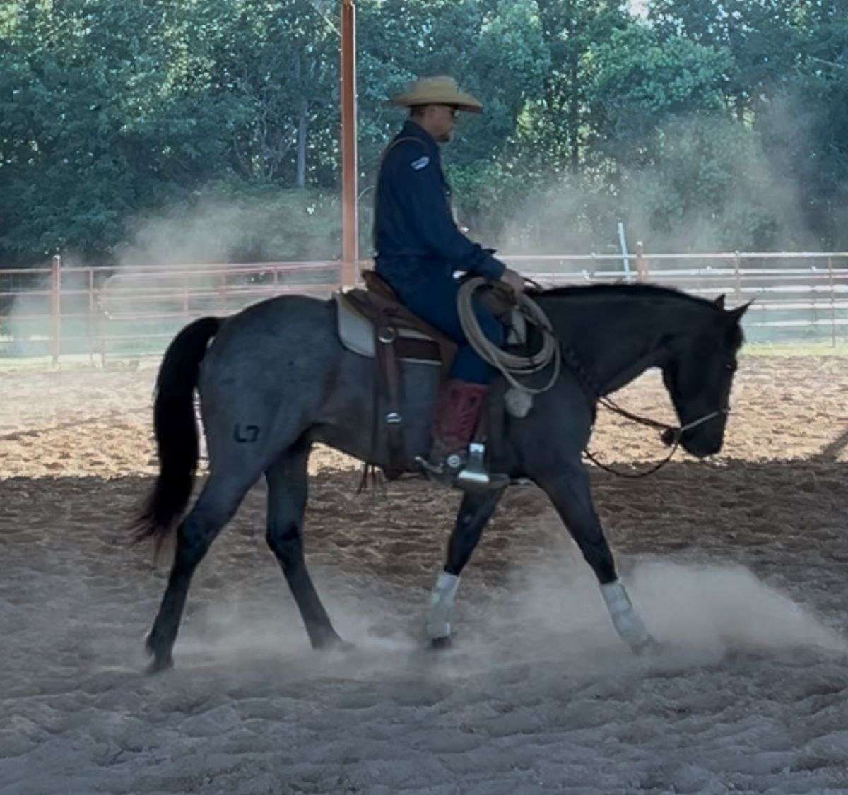Blue Roan Gelding