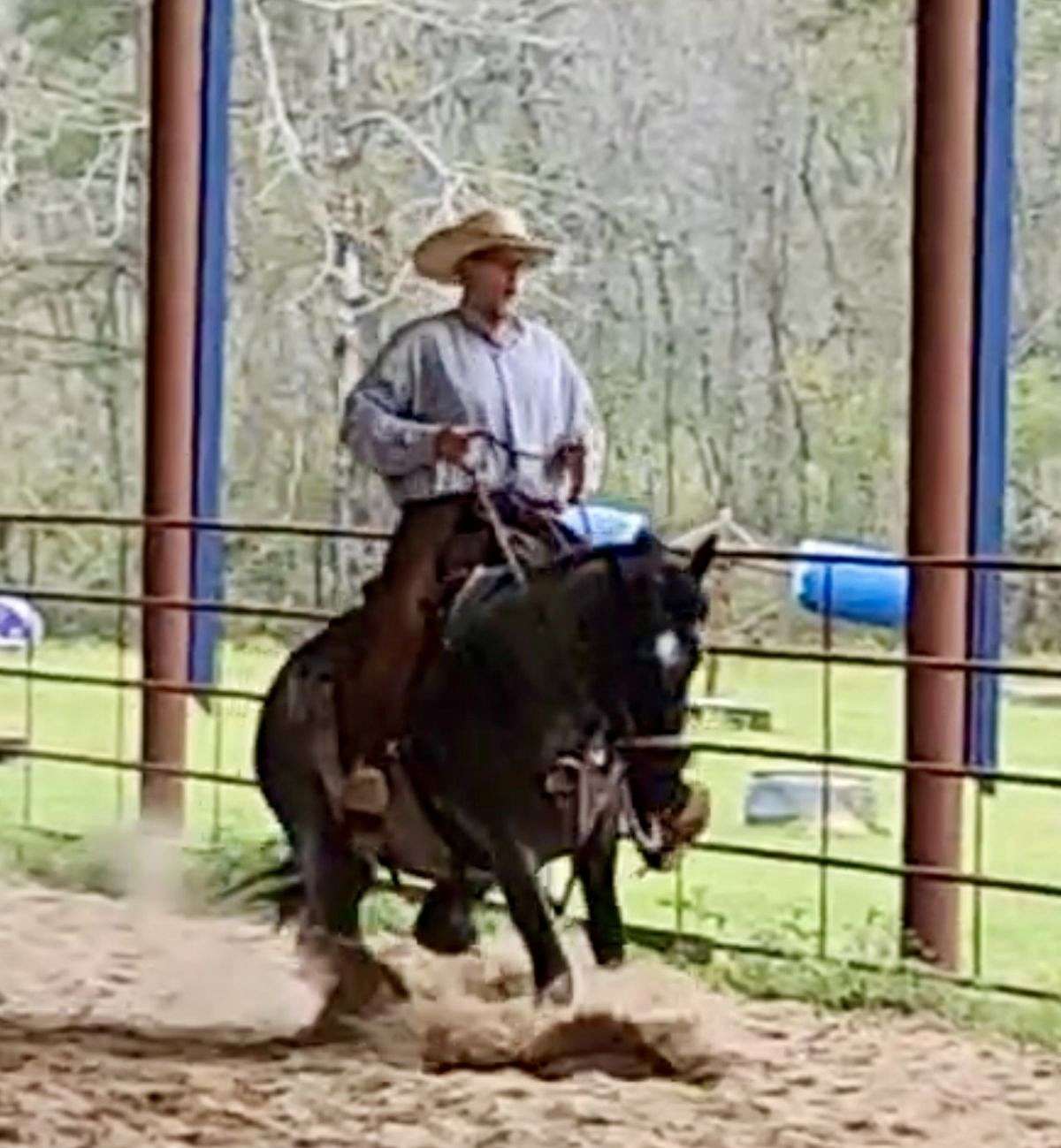 Blue Roan Gelding