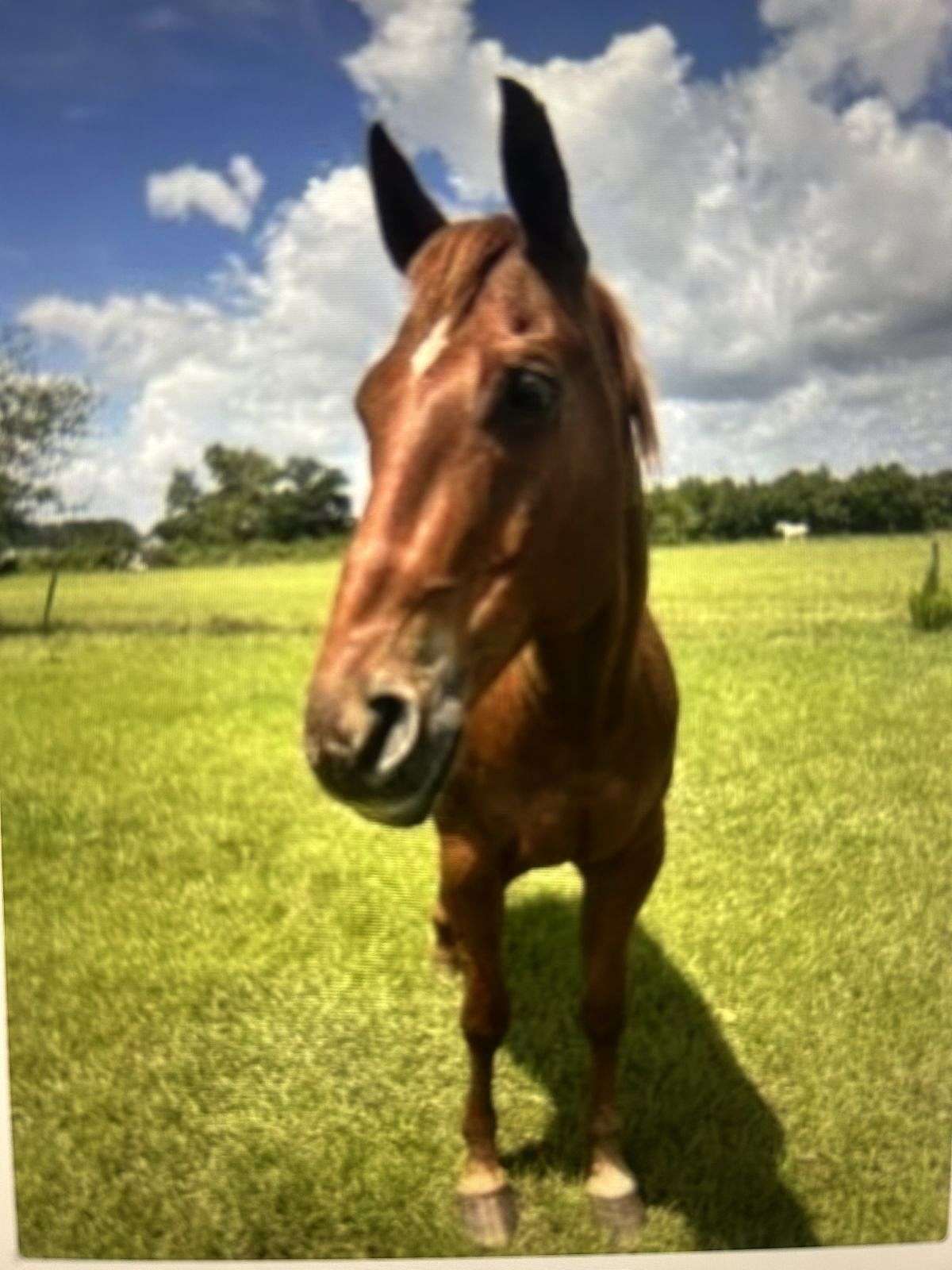 Great Trail Gelding for Sale