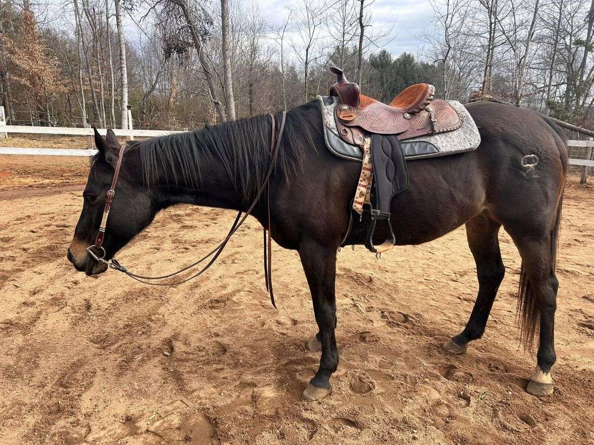 10 Y/O 16h Appendix Gelding