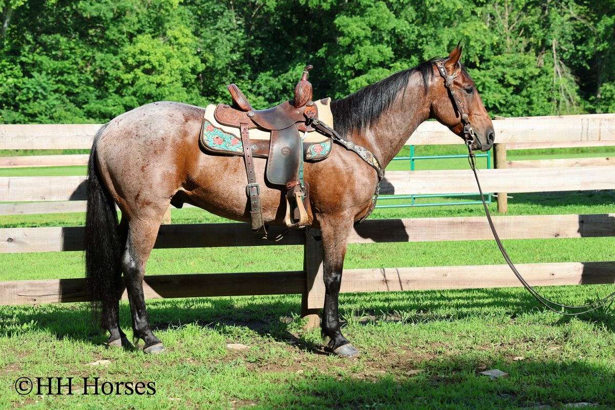 Super Attractive AQHA Registered Bay Roan Gelding, Ranch Work, Trails