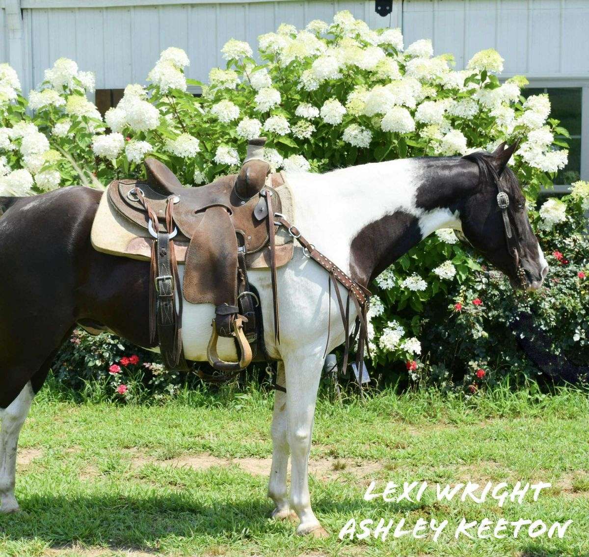 Flashy Fancy Paint Horse