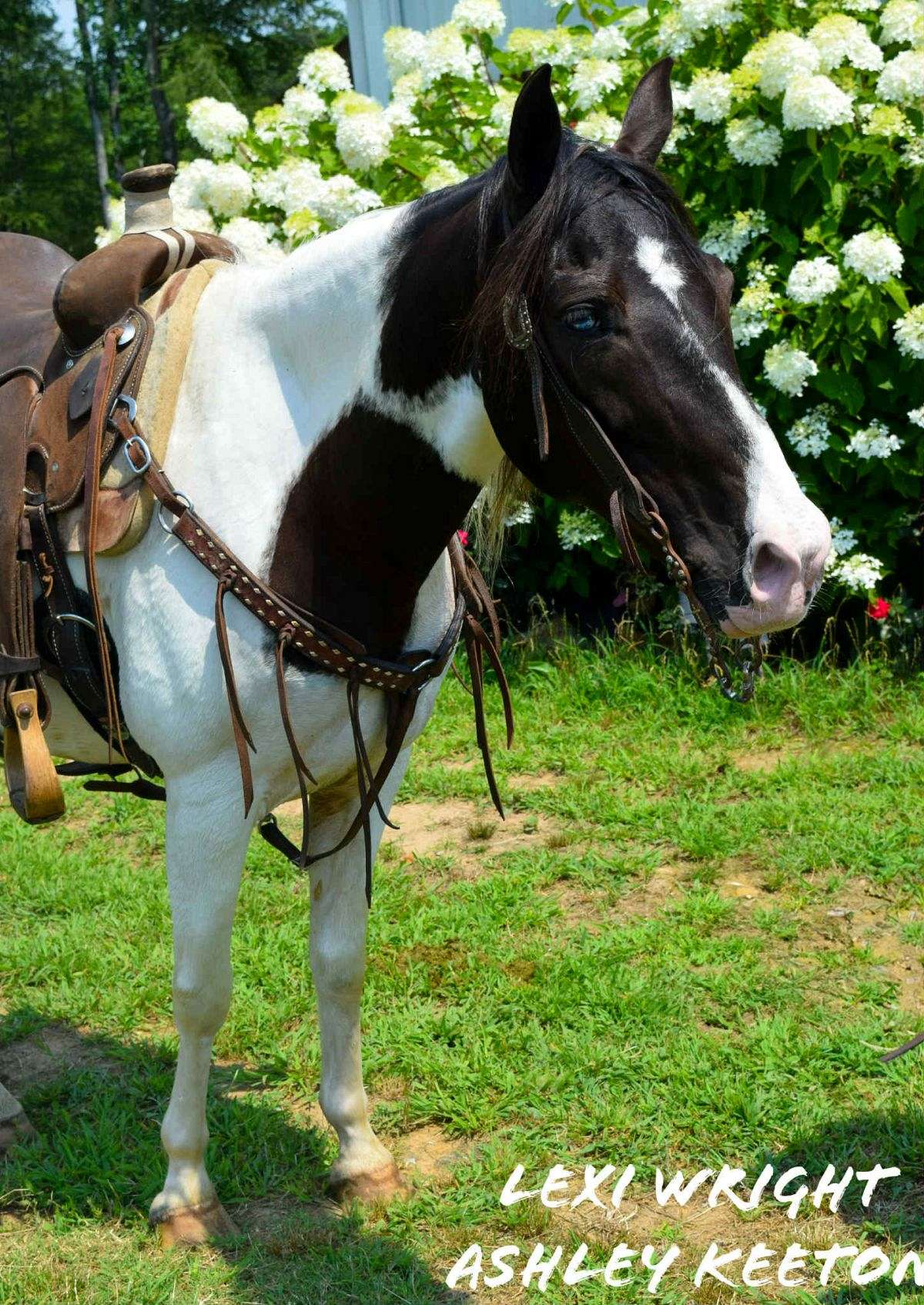 Flashy Fancy Paint Horse