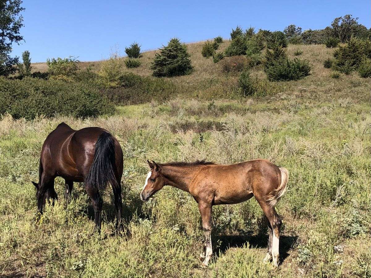 APHA 2025 Bay Filly
