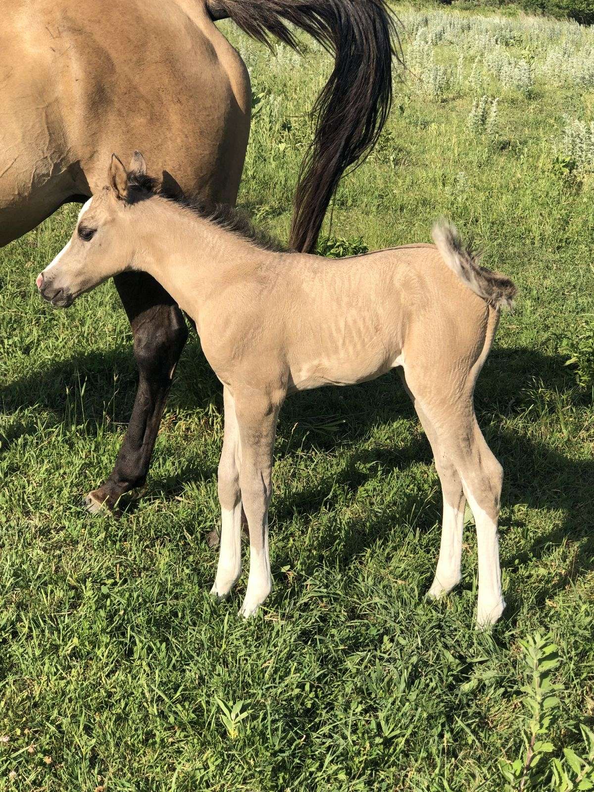 APHA 2025 Grullo Filly