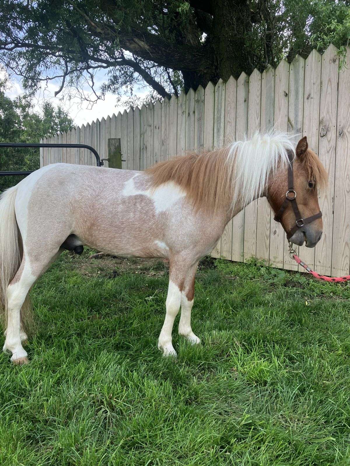 Red Roan Mini Paint Pony