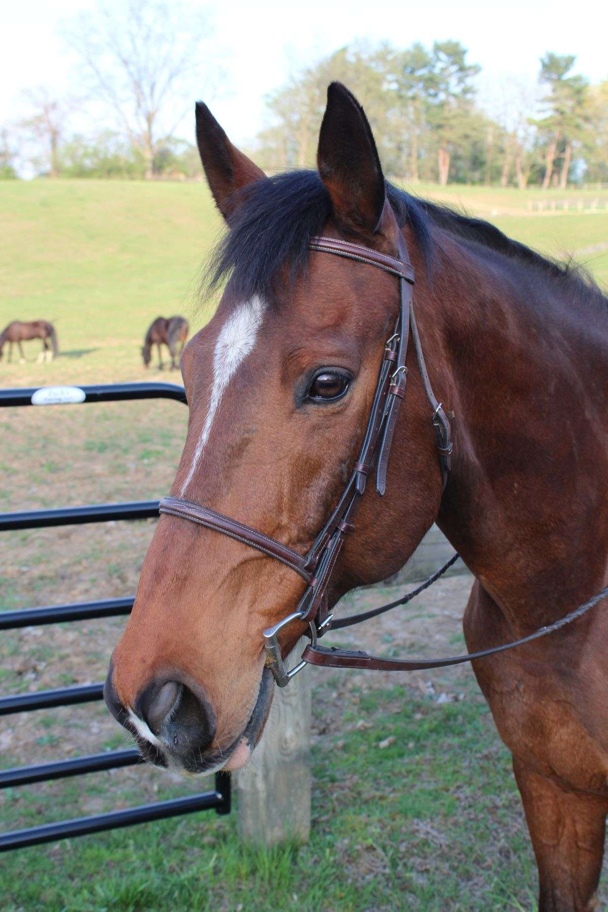 Horse Available for Onsite Lease in Perkasie, PA