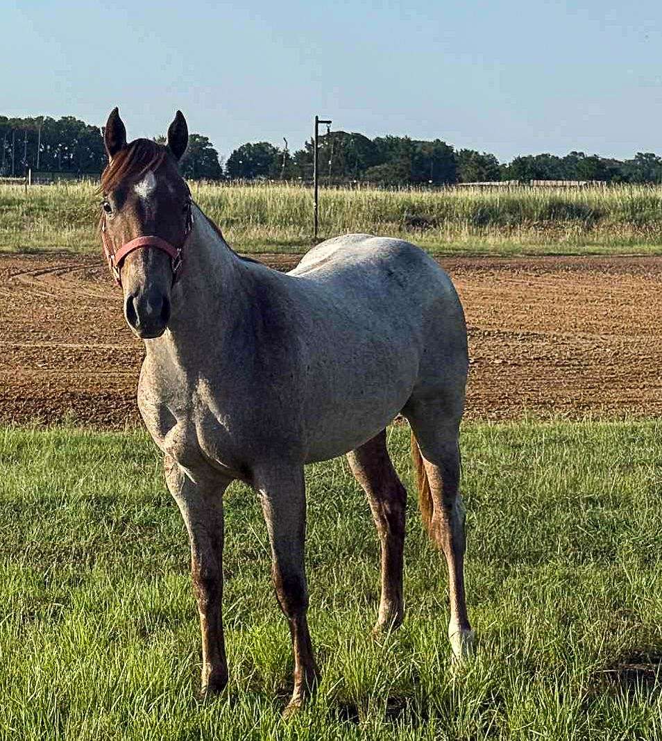 Yearling Stud Colt