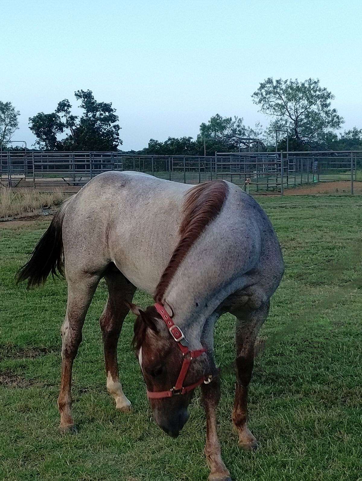 Yearling Stud Colt